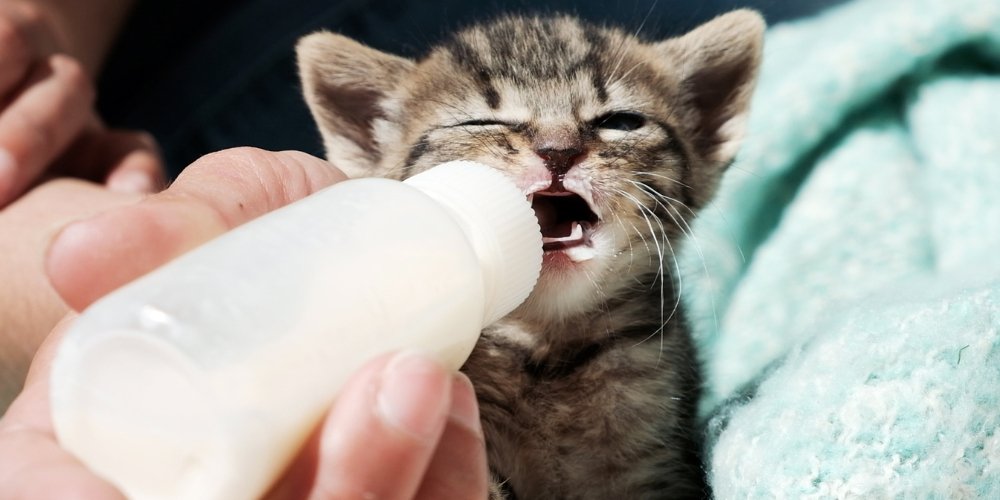 Leche casera para perros y gatos: guía práctica y segura para recién ...